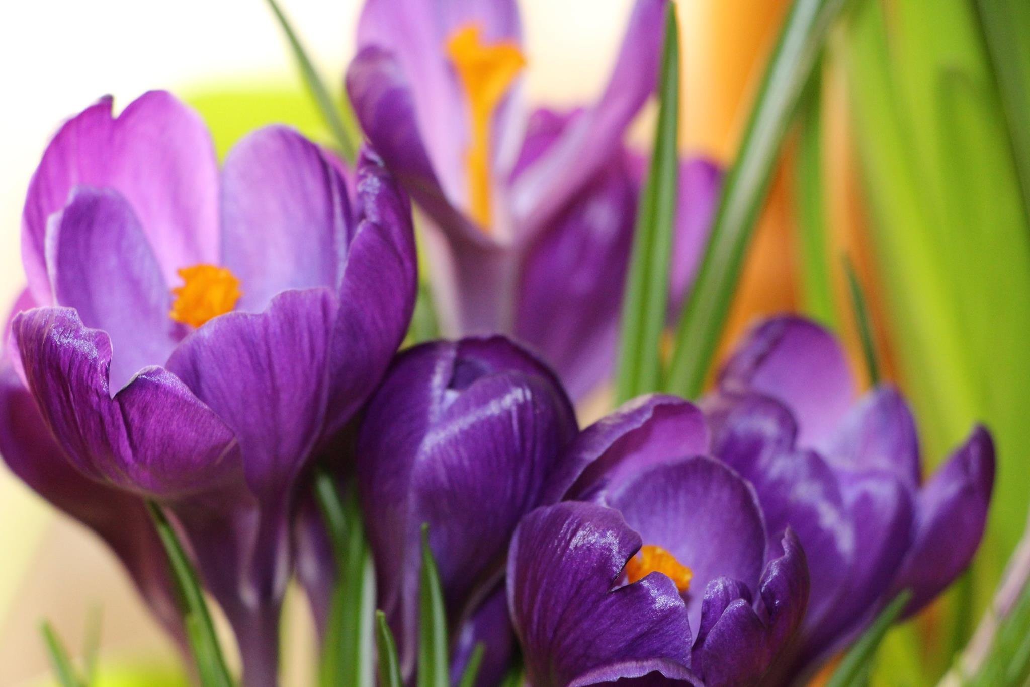 10+1 tavaszi kép, ami szebbé teszi a napodat | Balkonada