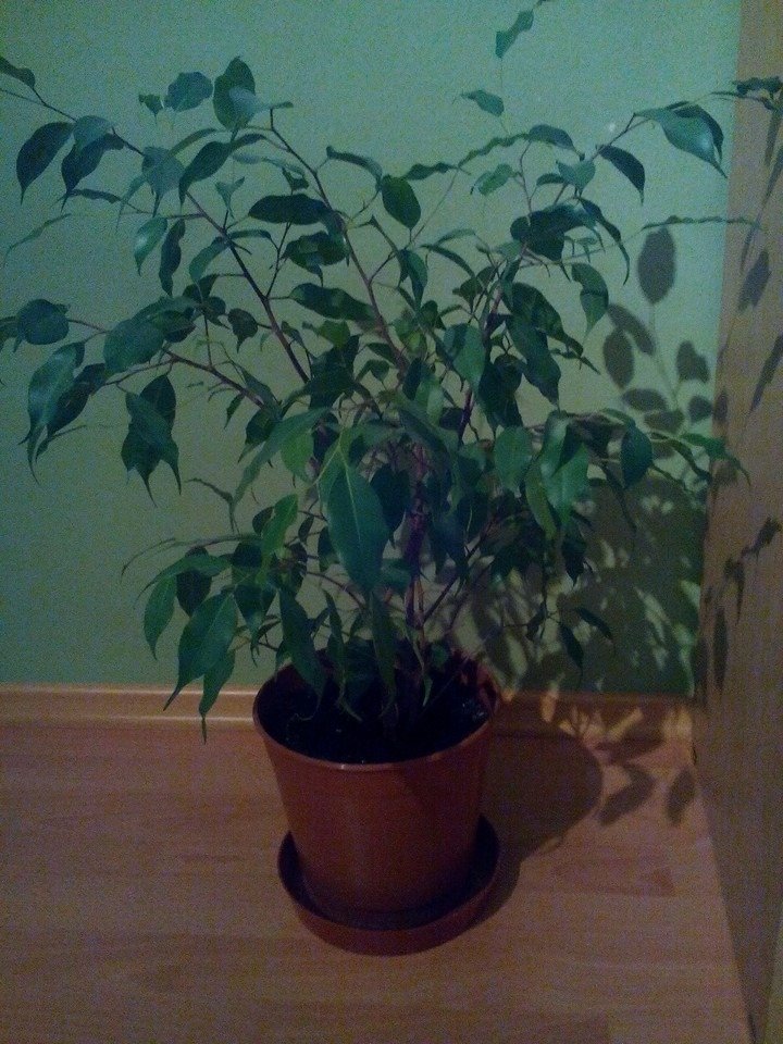 Csüngőágú fikusz (Ficus benjamina) gondozása olvasói tanácsokkal ...