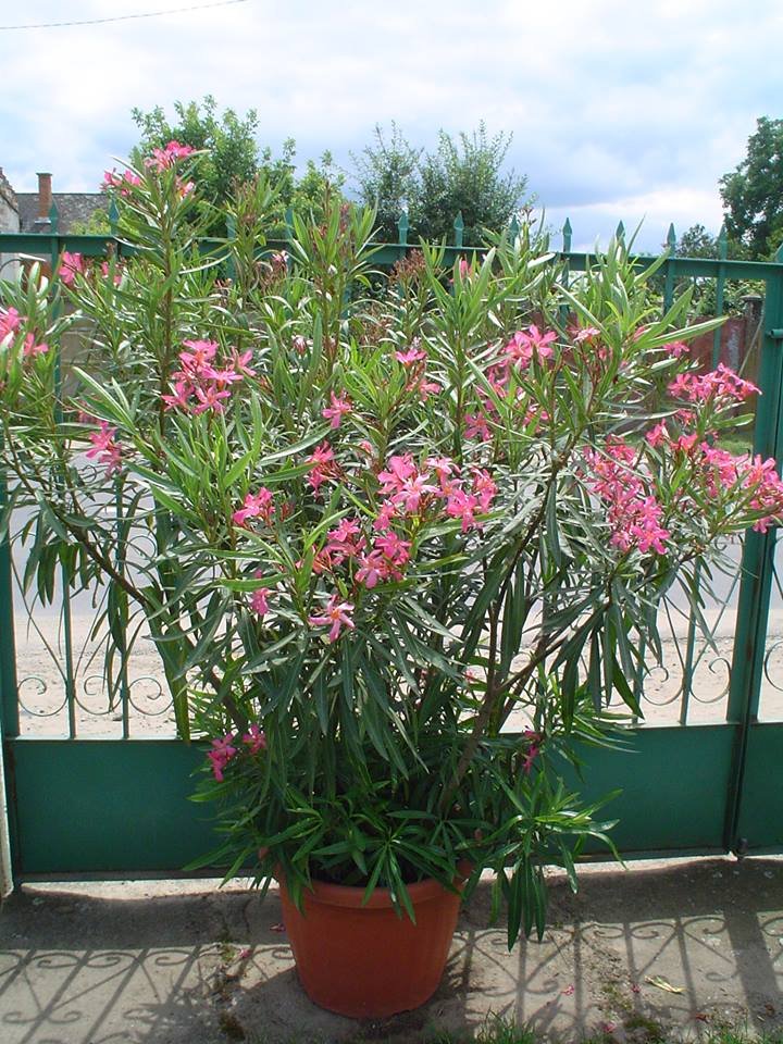 A csodaszép leander titkai | Balkonada