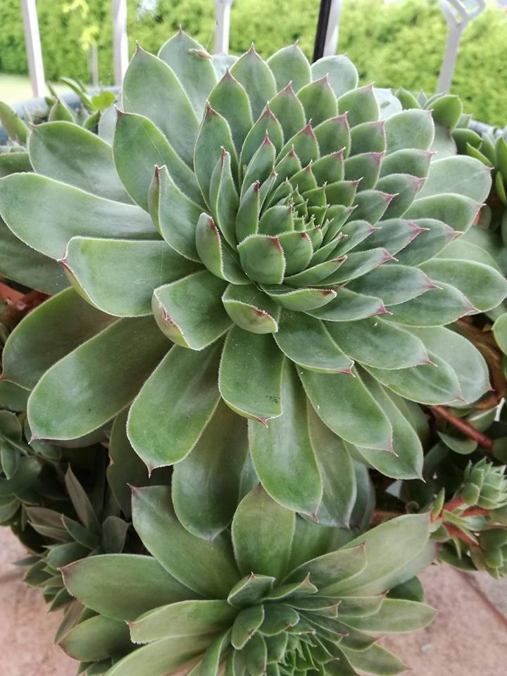 Kövirózsa, a szárazságtűrő és napimádó szépség | Balkonada