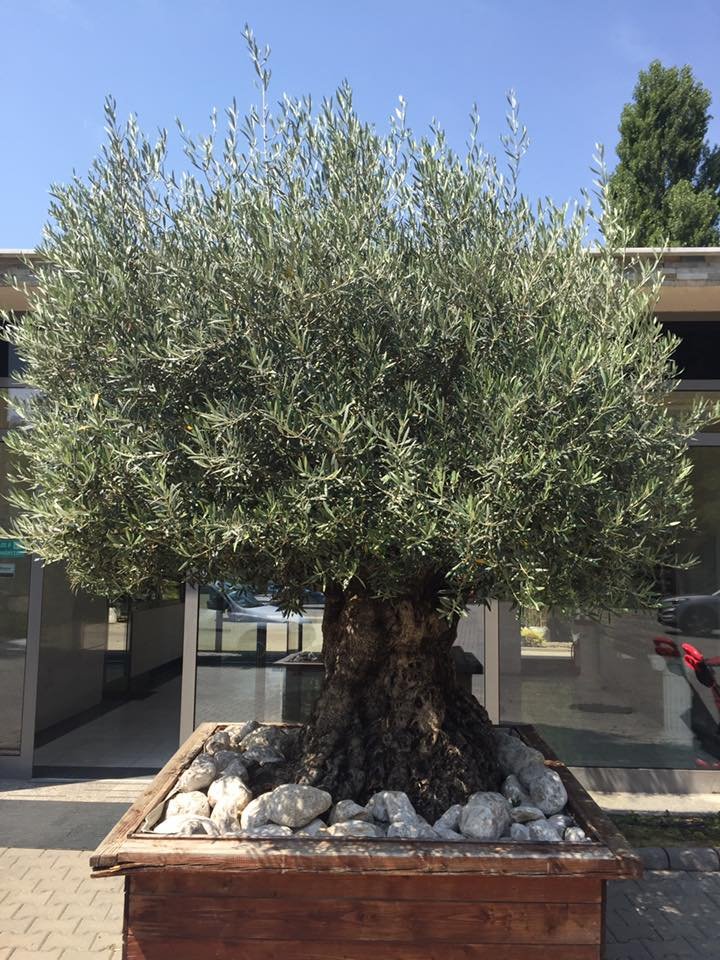 300 éves olajfa pompázik Óbudán | Balkonada