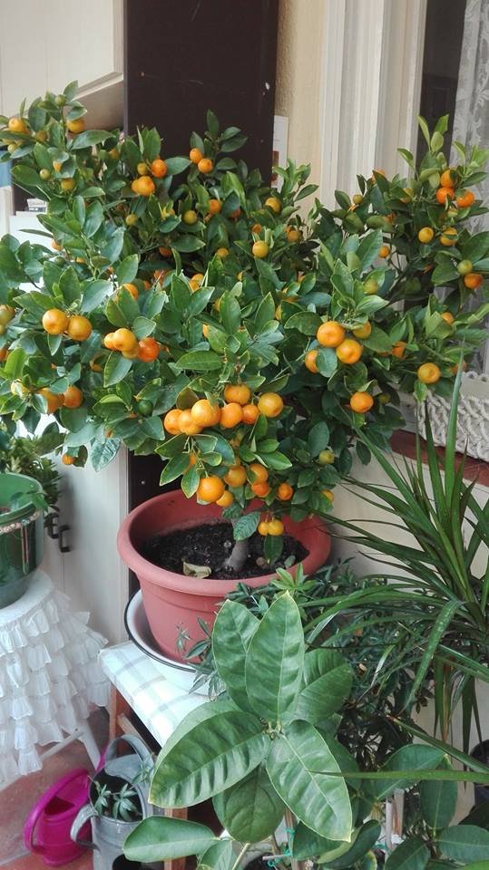 Kalamondin gondozása olvasói tanácsokkal | Balkonada