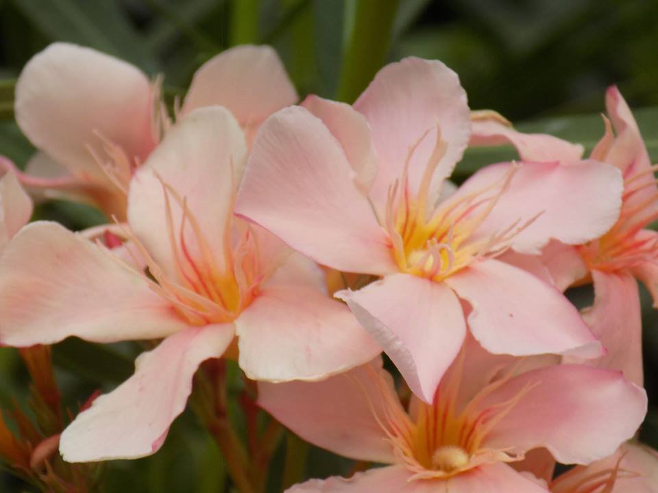 Itt a leander metszésének és fiatalításának ideje - Így csináld ...