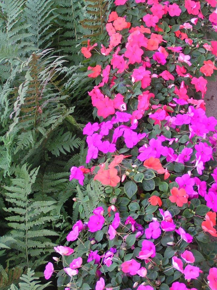 Pistike gyökereztetése két hét alatt - fotókkal | Balkonada