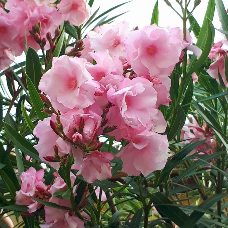 Itt a leander metszésének és fiatalításának ideje - Így csináld ...