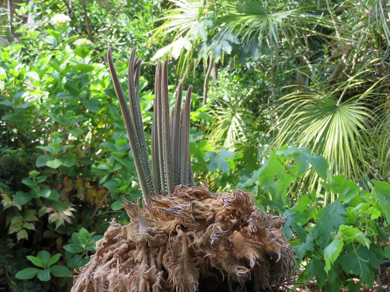 A Földközi-tenger egyik legszebb botanikus kertje | Balkonada